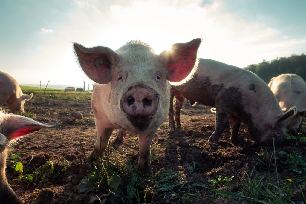 AUS-MEAT – Australian Livestock Processing Industry Animal Welfare ...